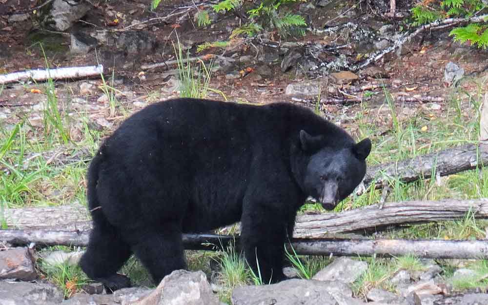 ours-canada-2 - Canada way